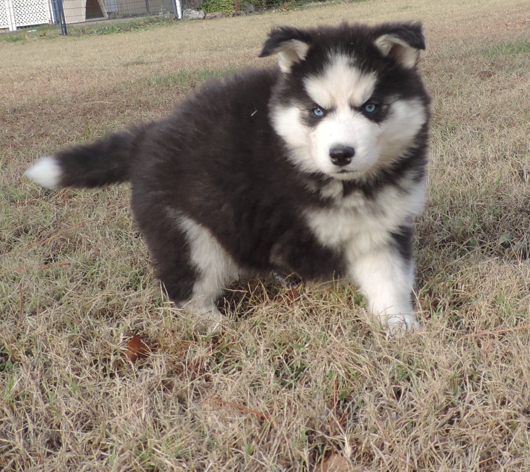 Blue Moon Dog Puppy Sales