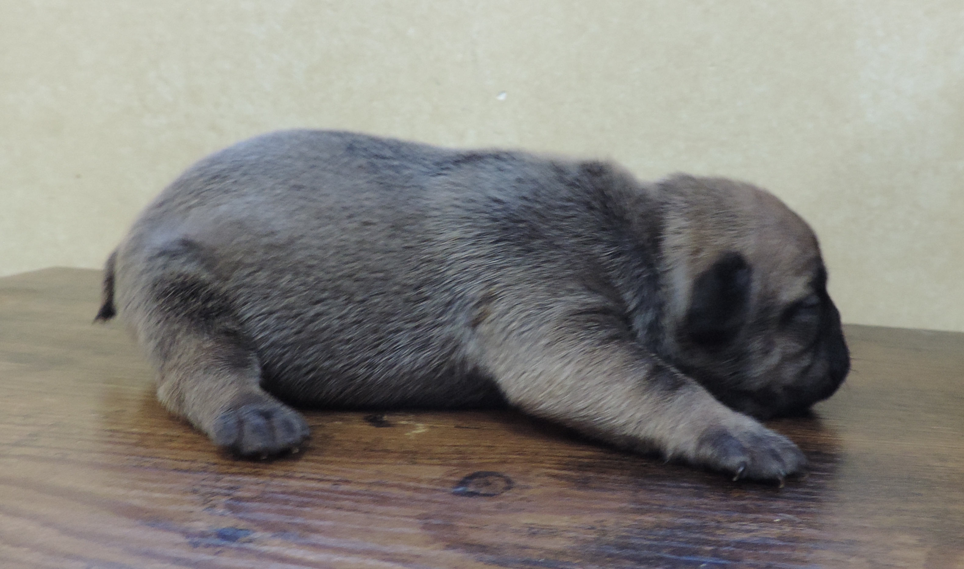 Blue Moon Dog Puppy Sales