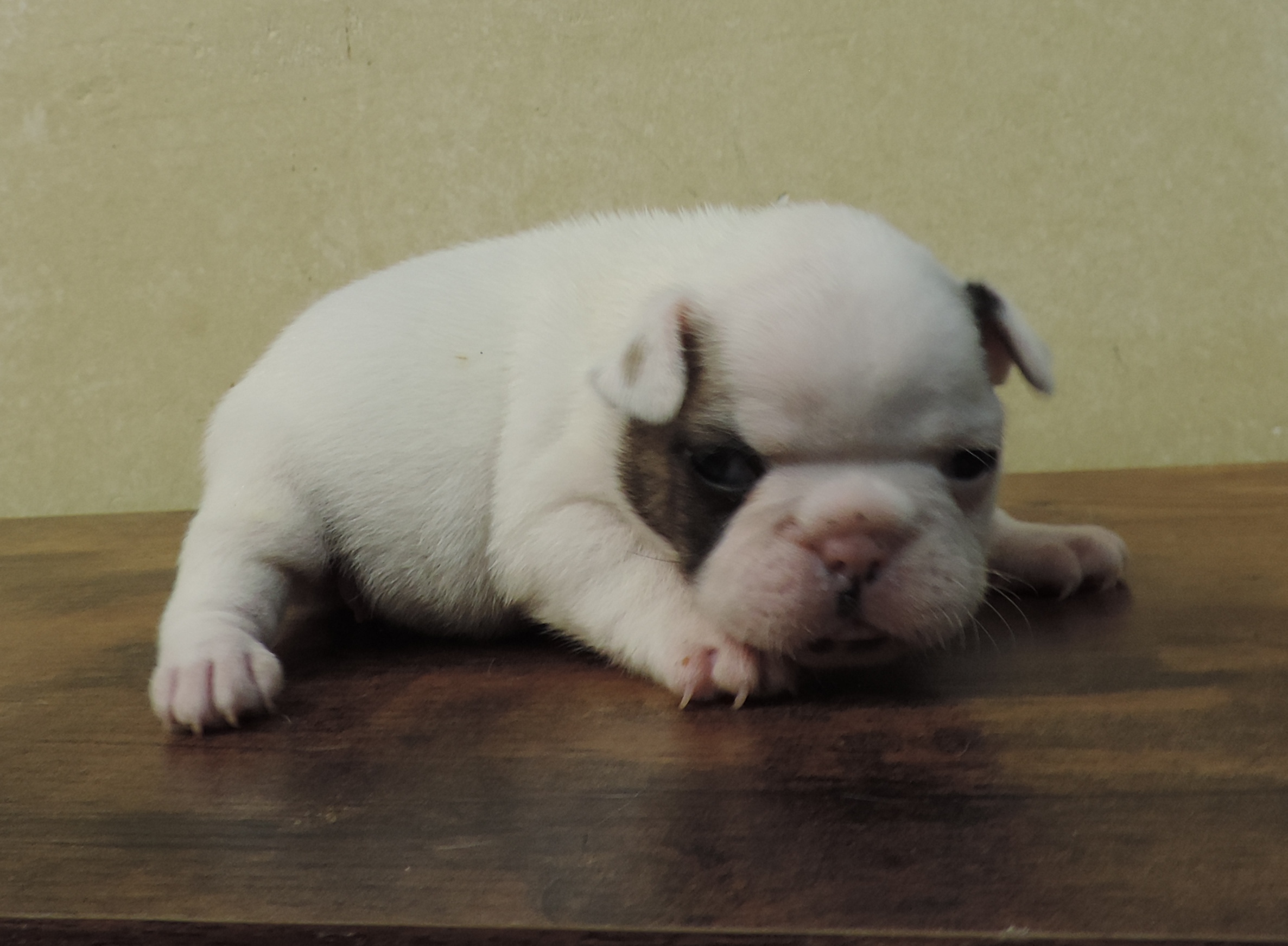 Blue Moon Dog Puppy Sales