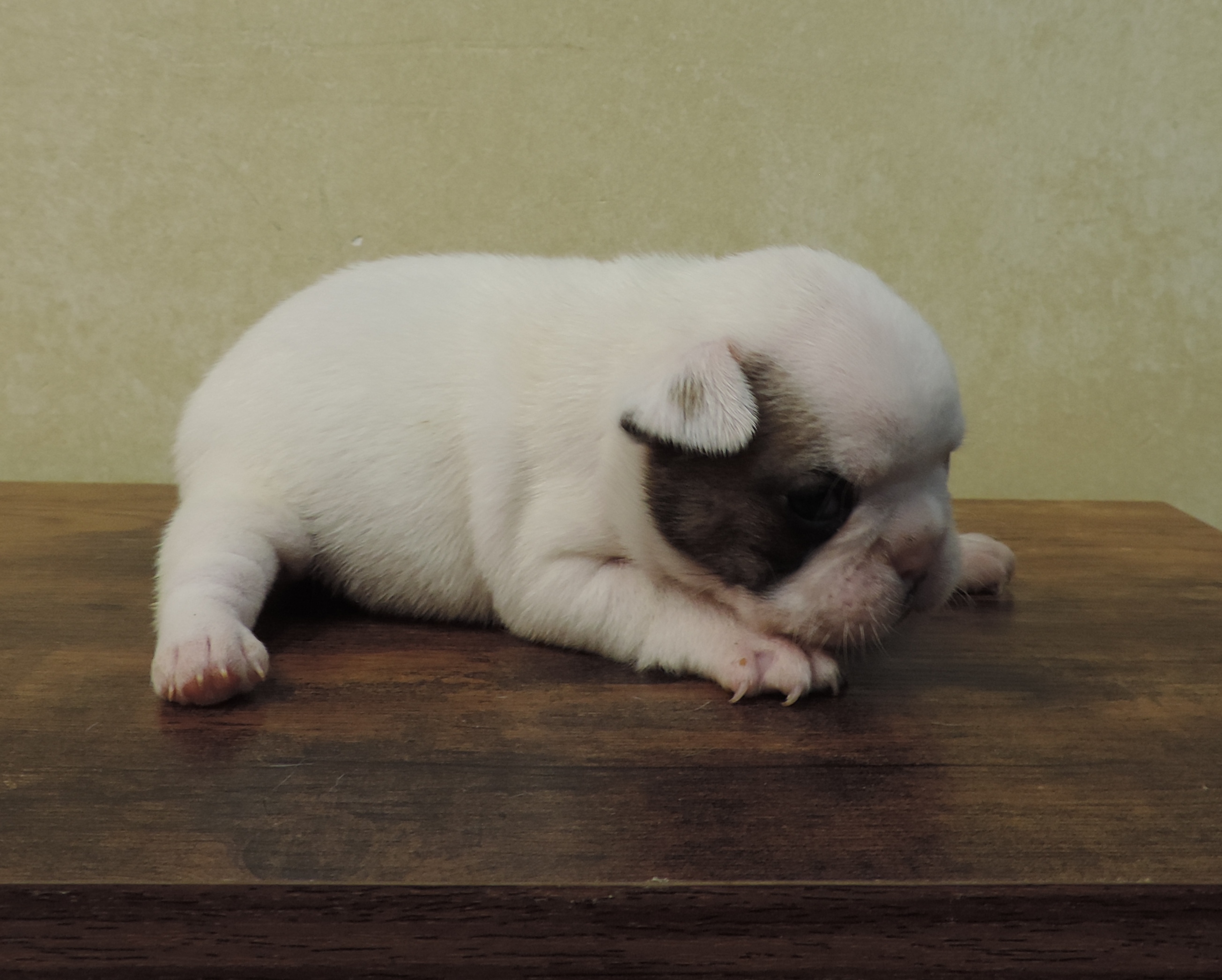 Blue Moon Dog Puppy Sales