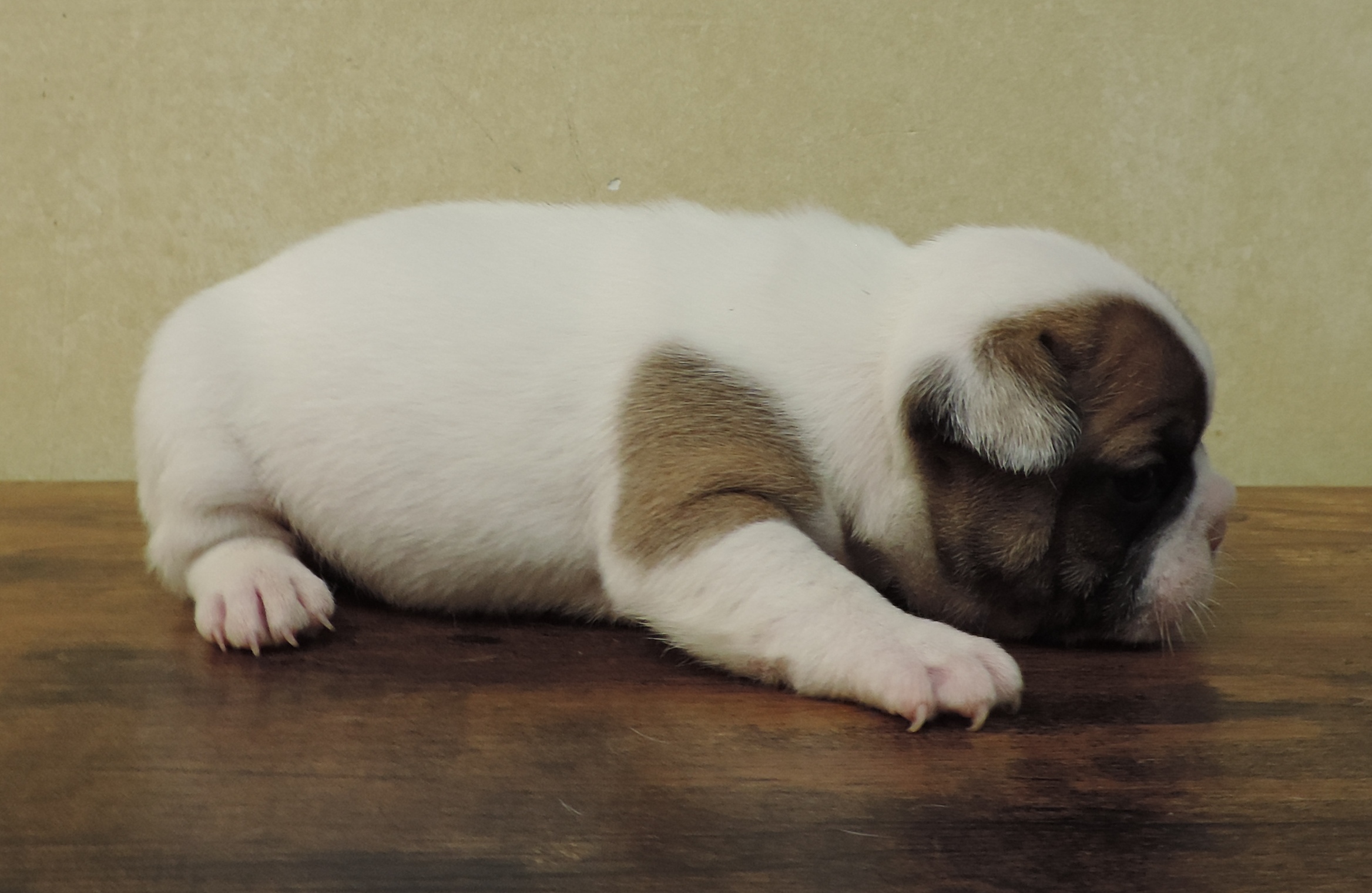 Blue Moon Dog Puppy Sales