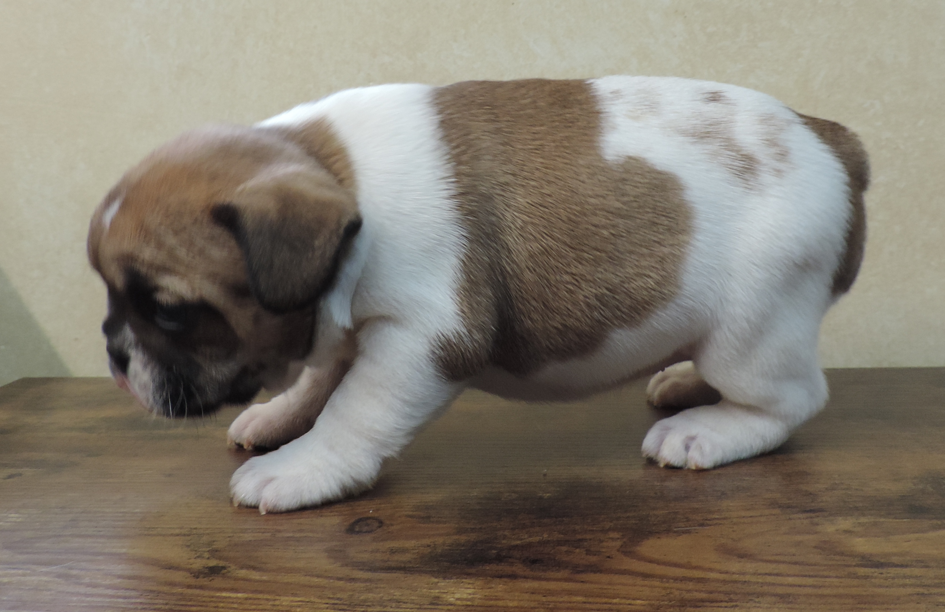 Blue Moon Dog Puppy Sales