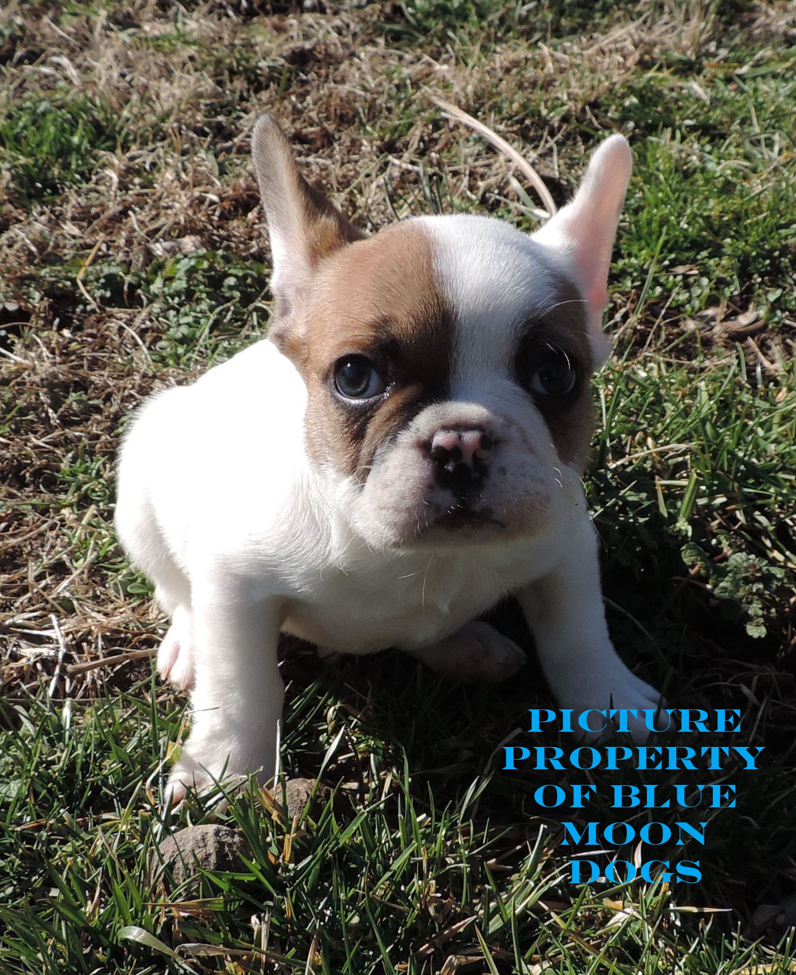 Blue Moon Dog Puppy Sales