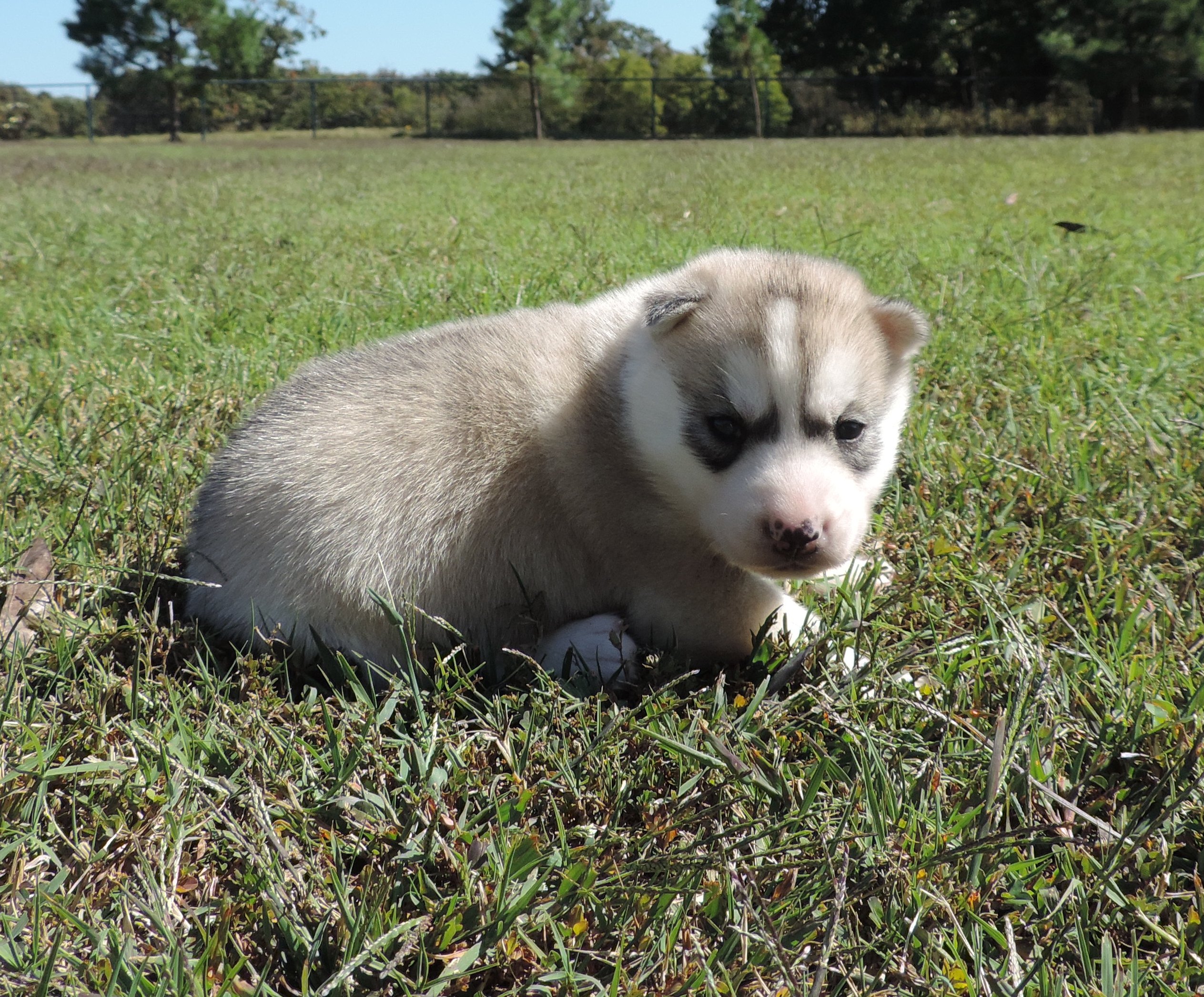 Blue Moon Dog Puppy Sales