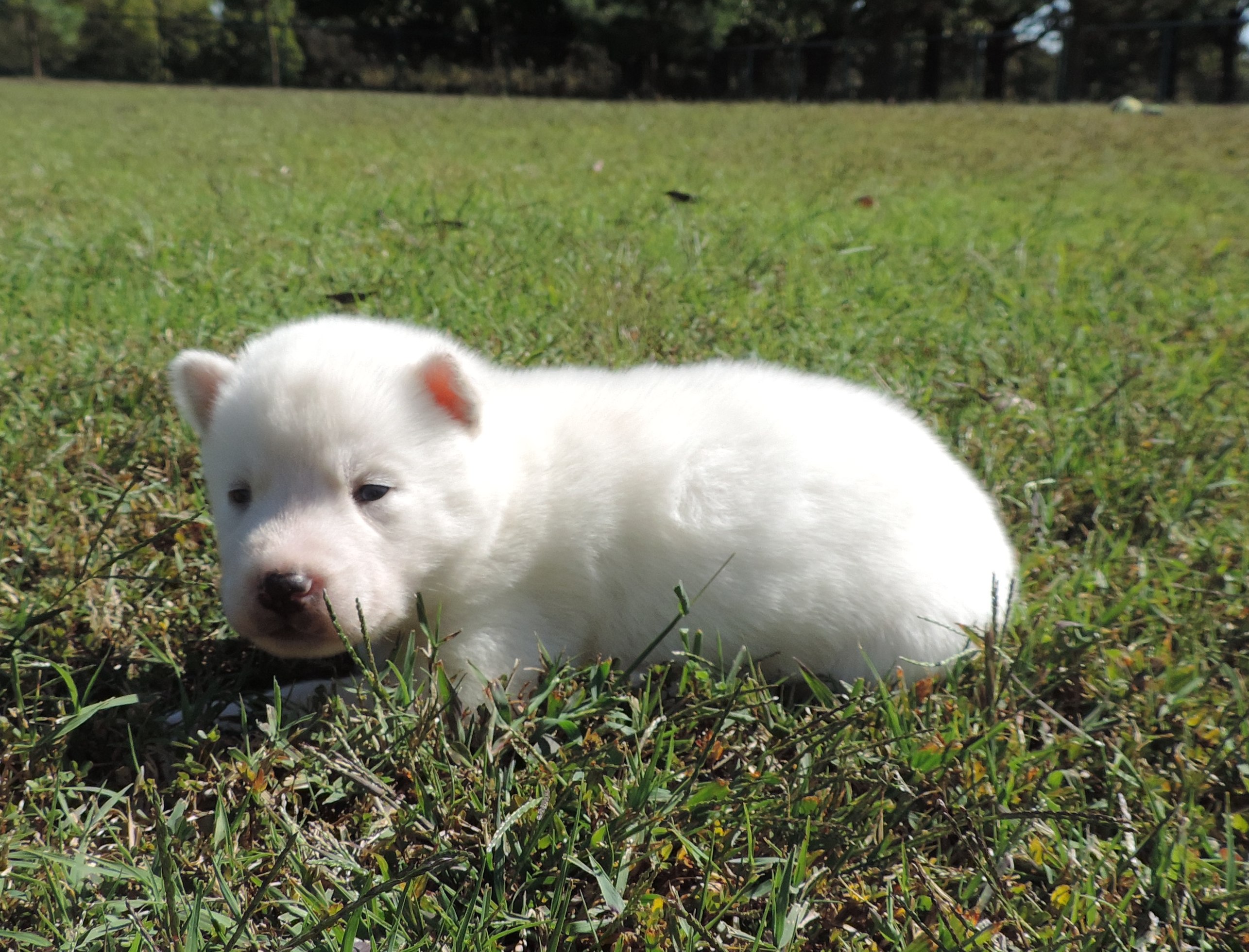 Blue Moon Dog Puppy Sales