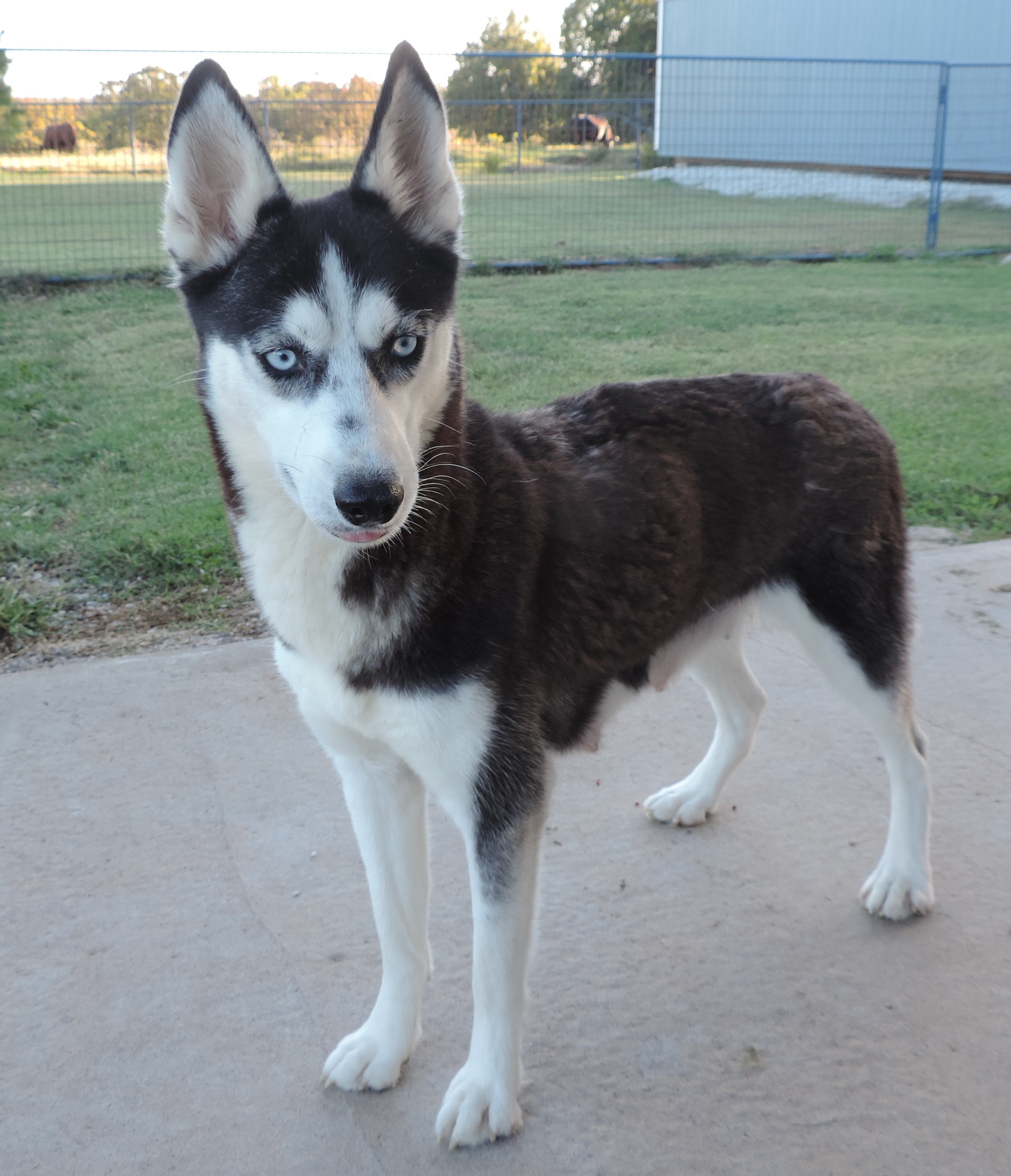 Blue Moon Dog Puppy Sales