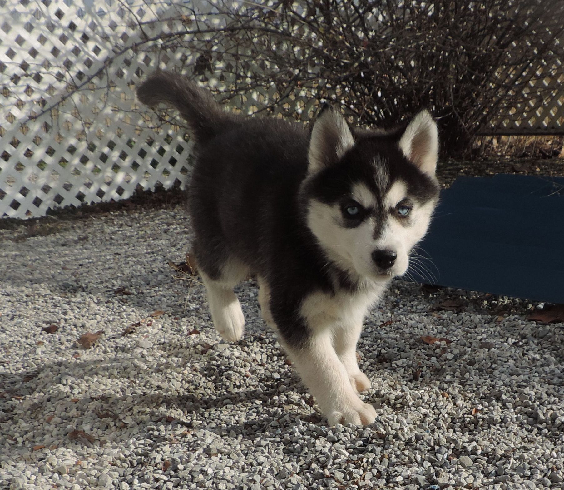 Blue Moon Dog Puppy Sales