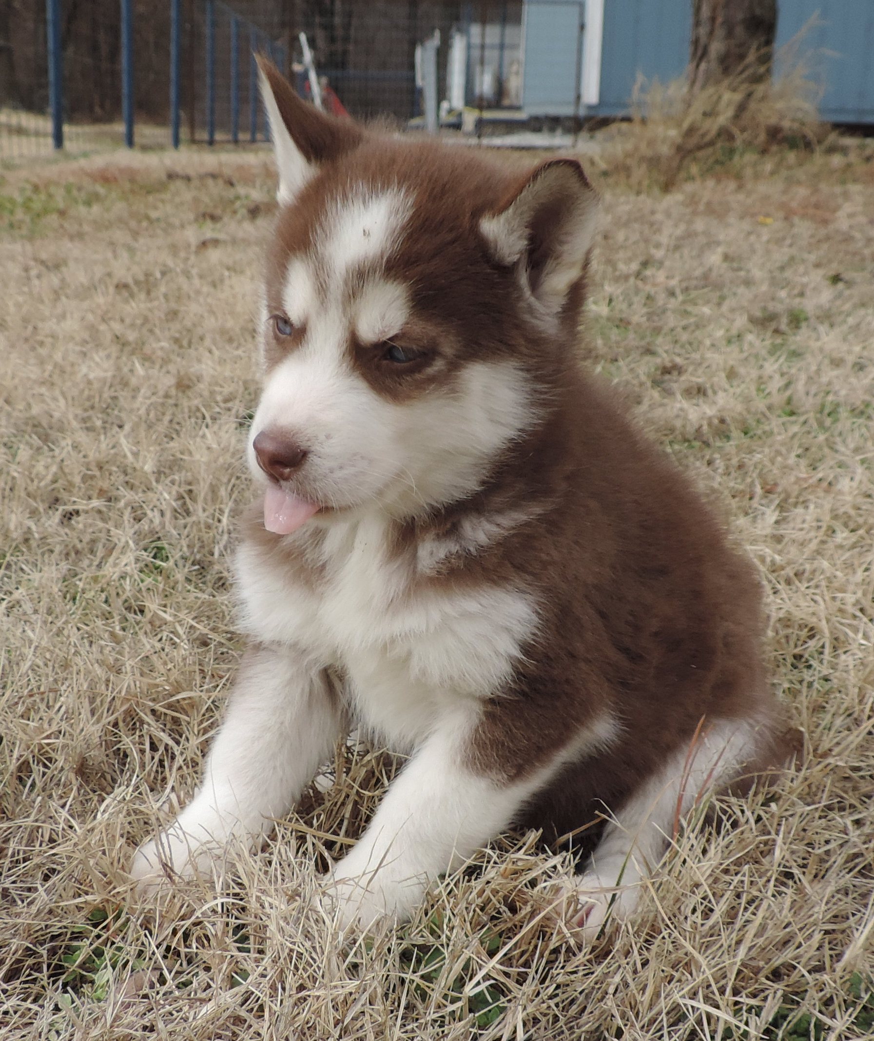 Blue Moon Dog Puppy Sales