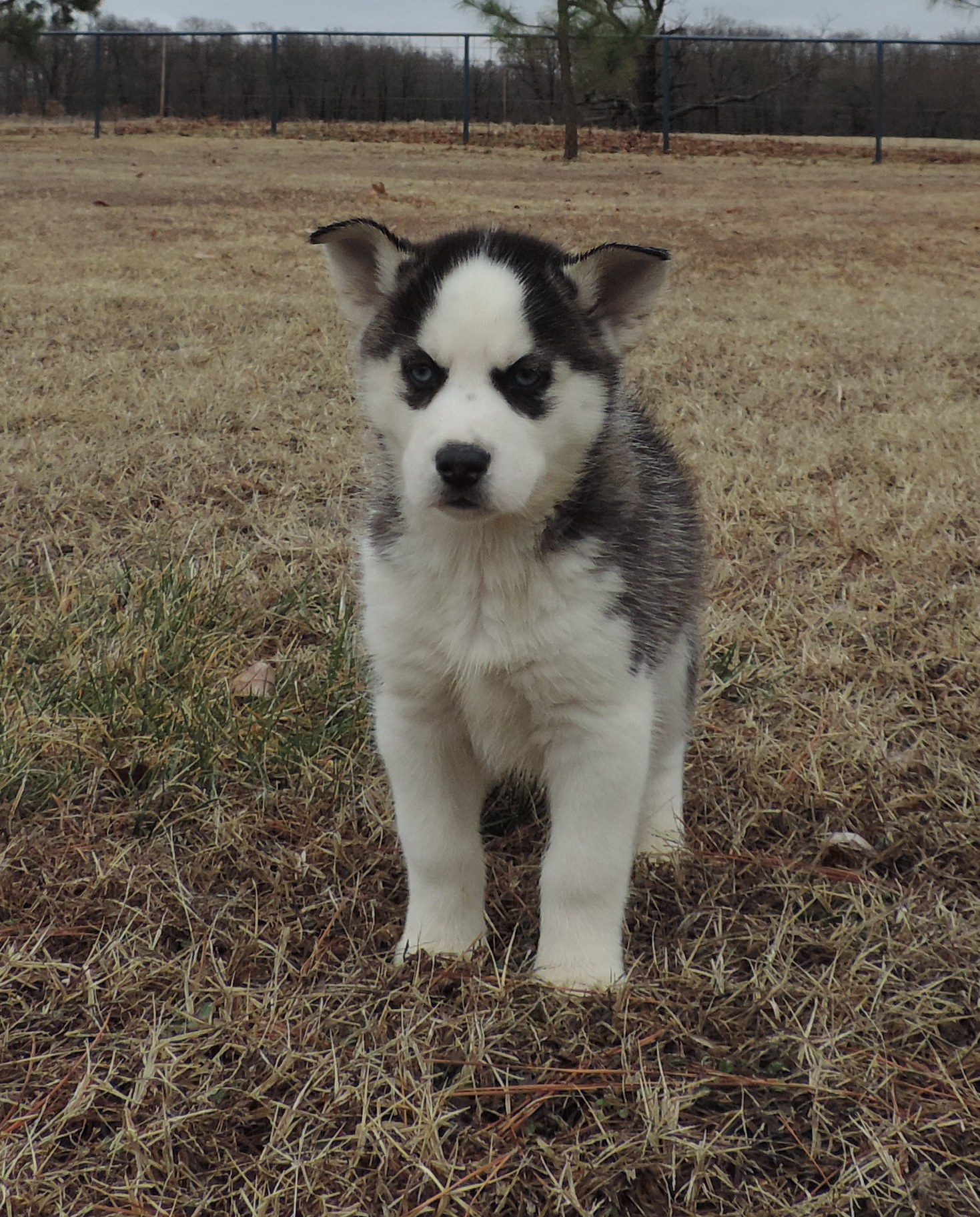 Blue Moon Dog Puppy Sales
