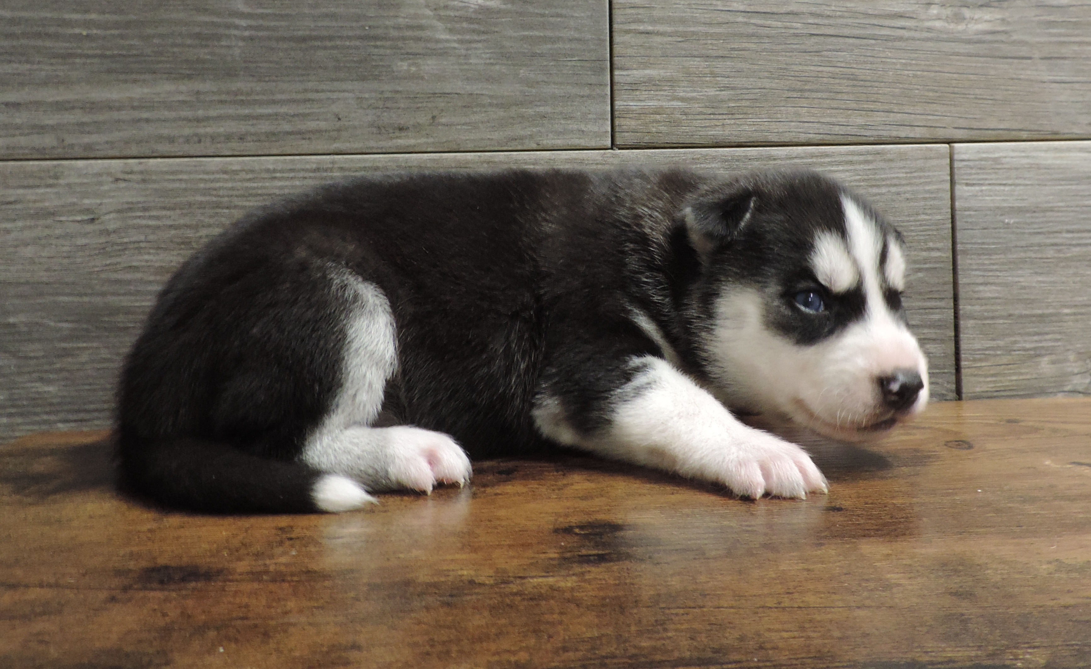 Blue Moon Dog Puppy Sales