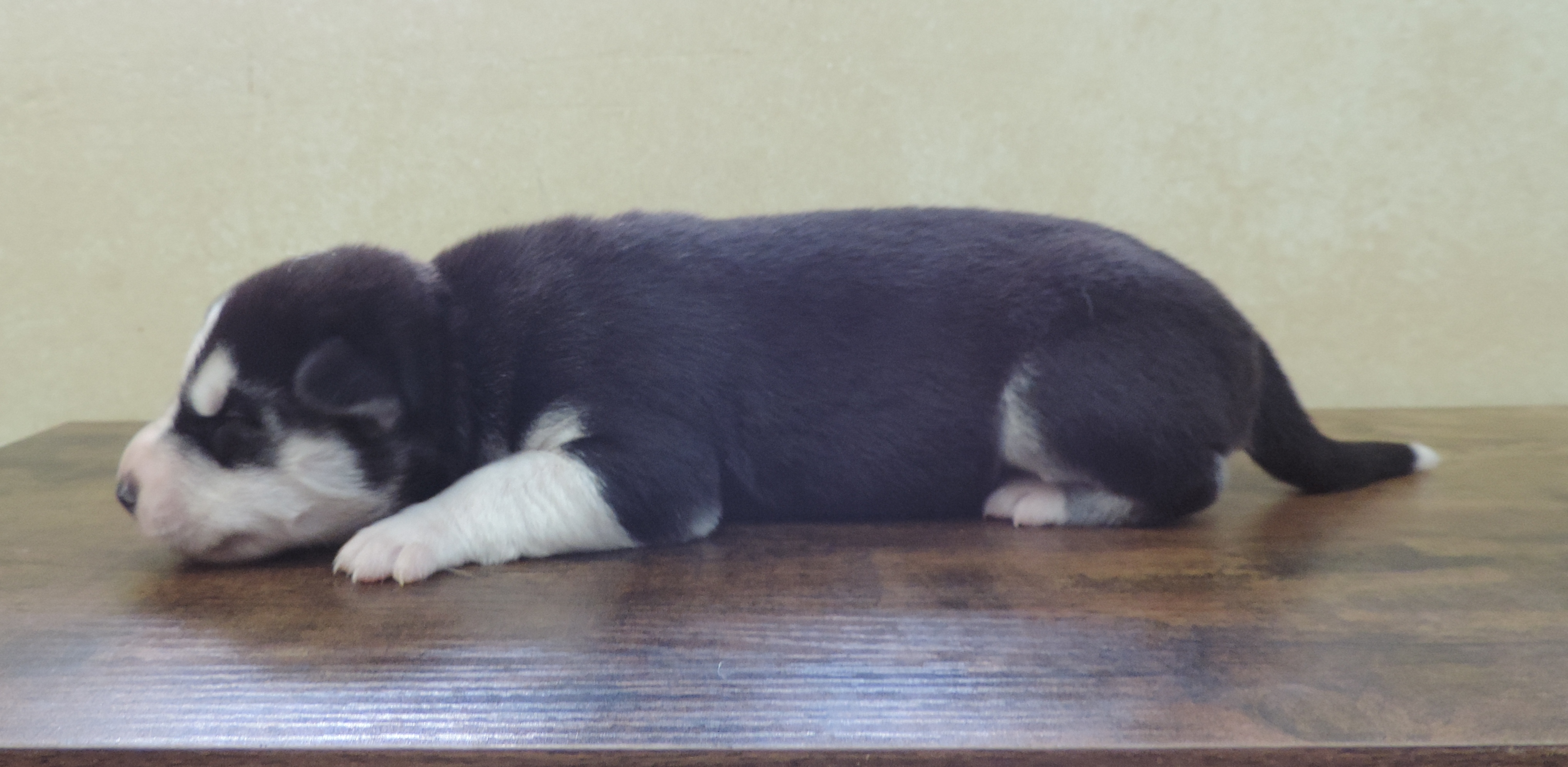 Blue Moon Dog Puppy Sales