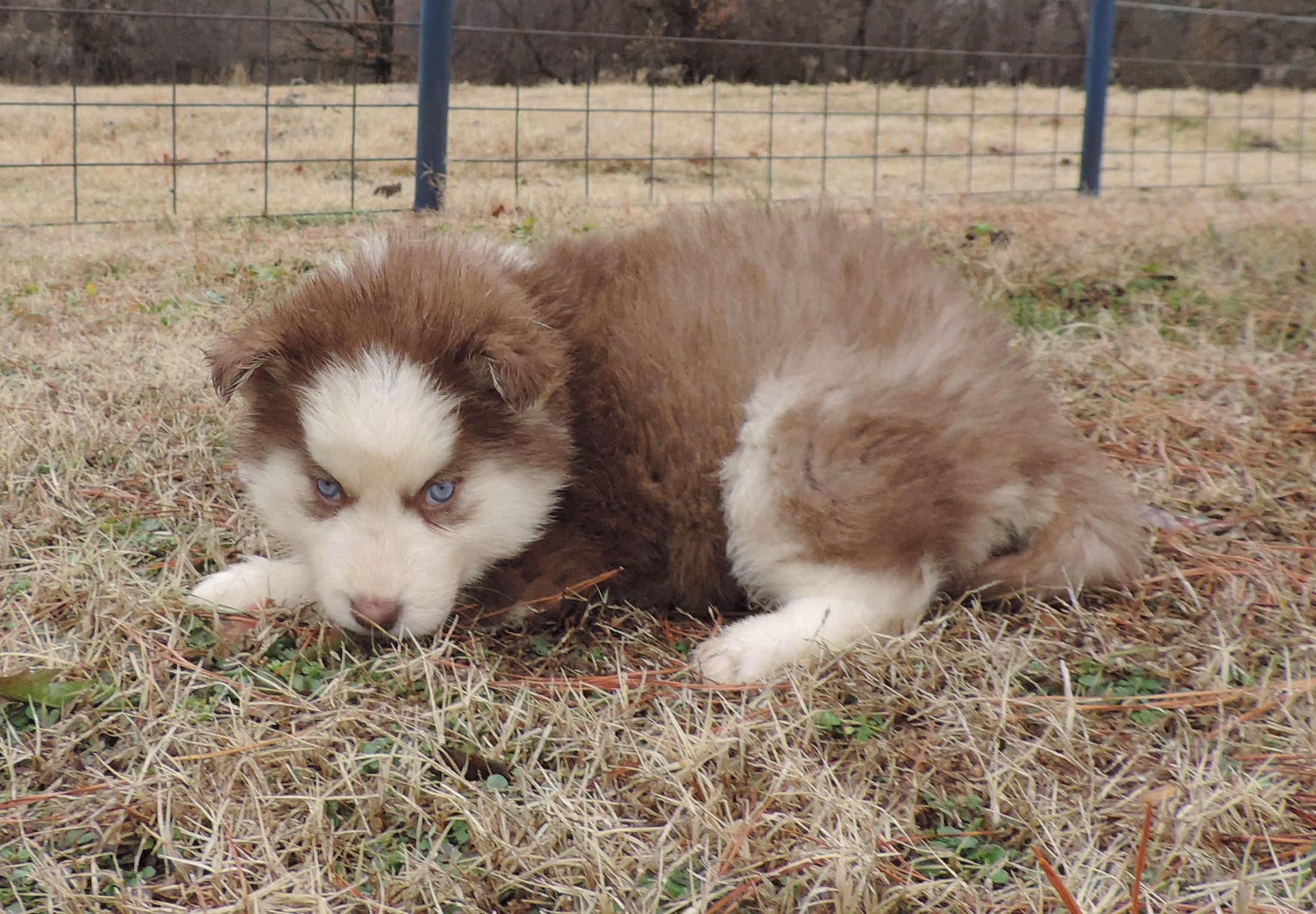 Blue Moon Dog Puppy Sales