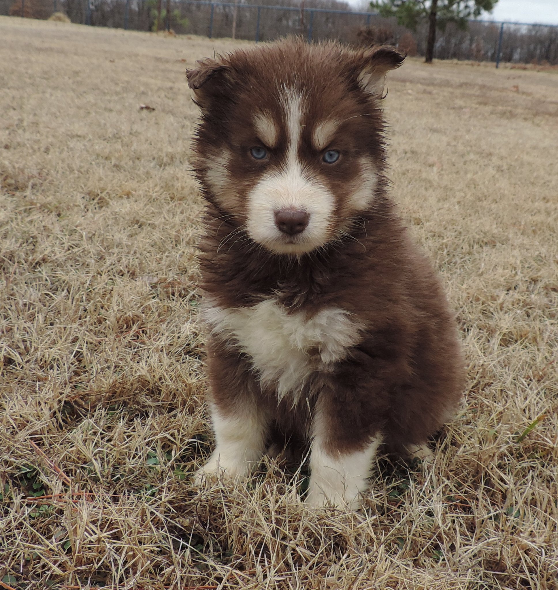 Blue Moon Dog Puppy Sales